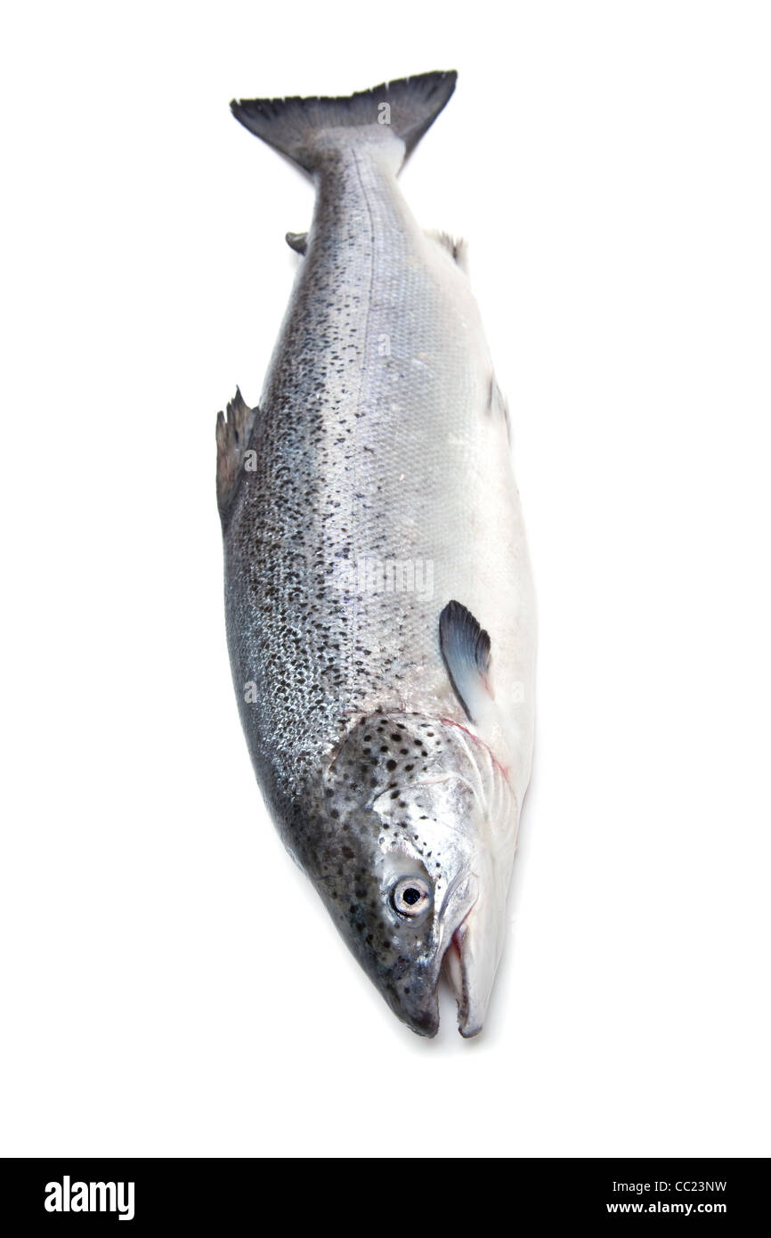 Atlantic Salmon Salmo solar whole isolated on a white studio background ...