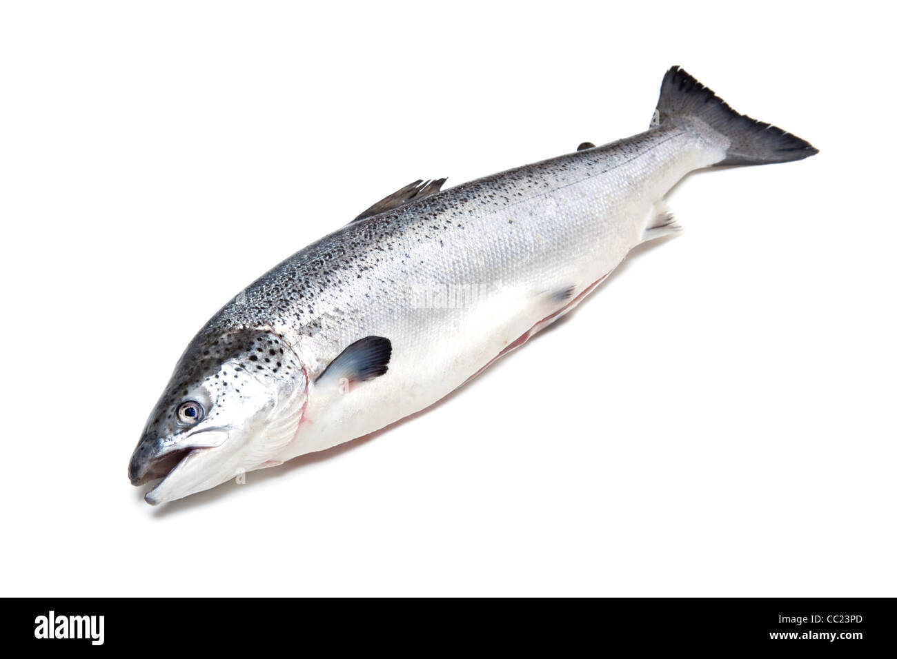 Atlantic Salmon Salmo solar whole isolated on a white studio background ...