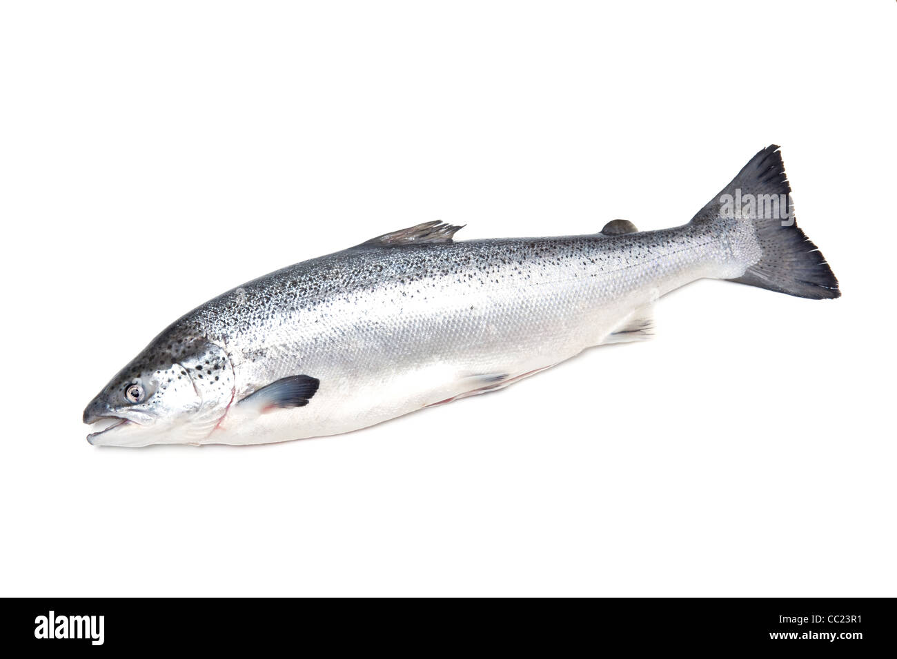 Atlantic Salmon Salmo solar whole isolated on a white studio background ...