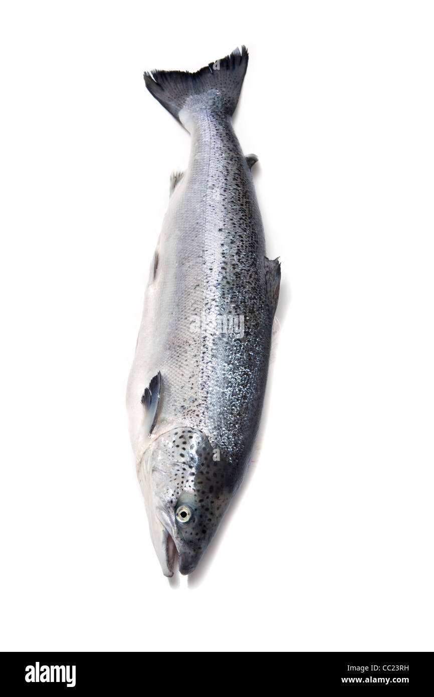 Atlantic Salmon Salmo solar whole isolated on a white studio background ...