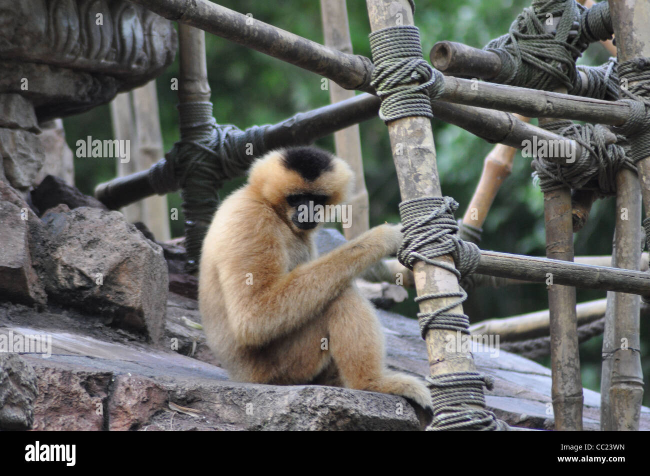 Monkey sitting in tree house hi-res stock photography and images - Alamy