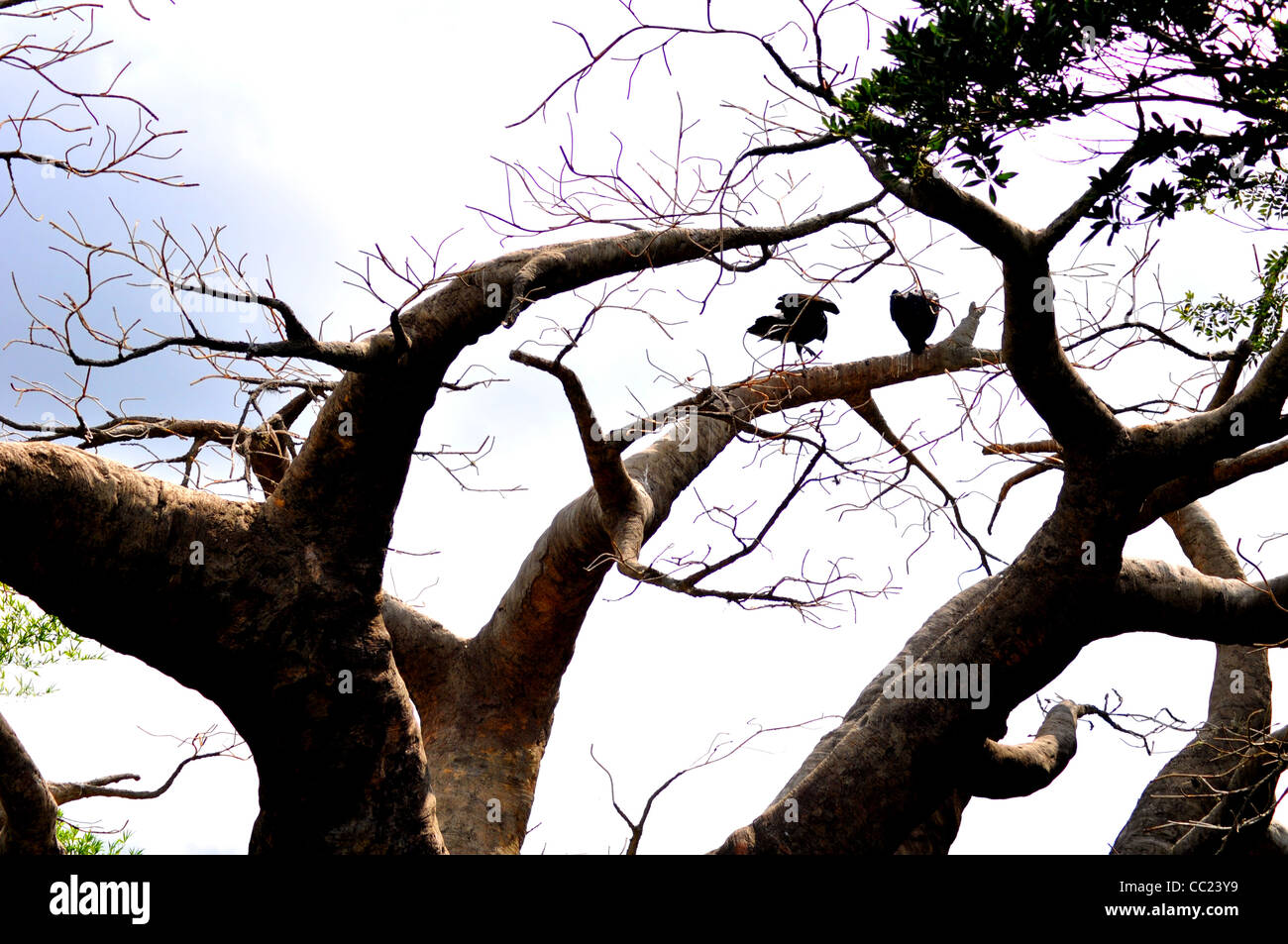 baobab tree with two birds Stock Photo - Alamy