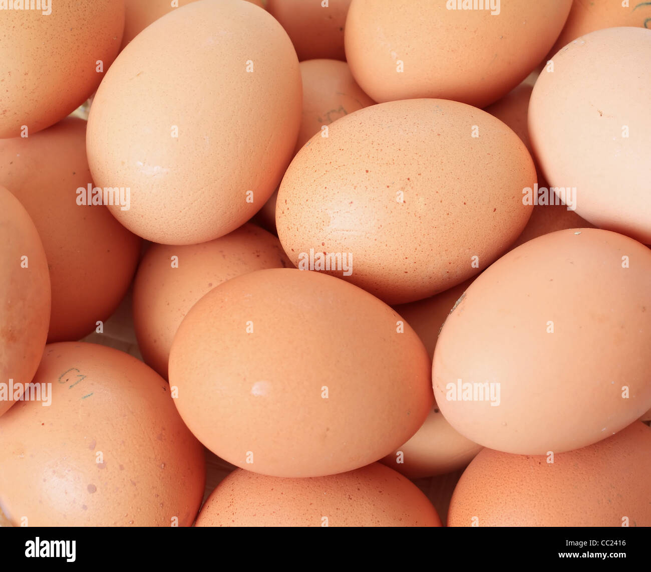 Egg zoology hi-res stock photography and images - Alamy