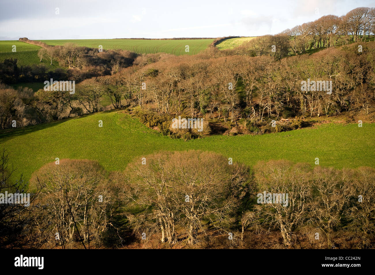 Copse and woods in the South Hams,Devon Stock Photo - Alamy