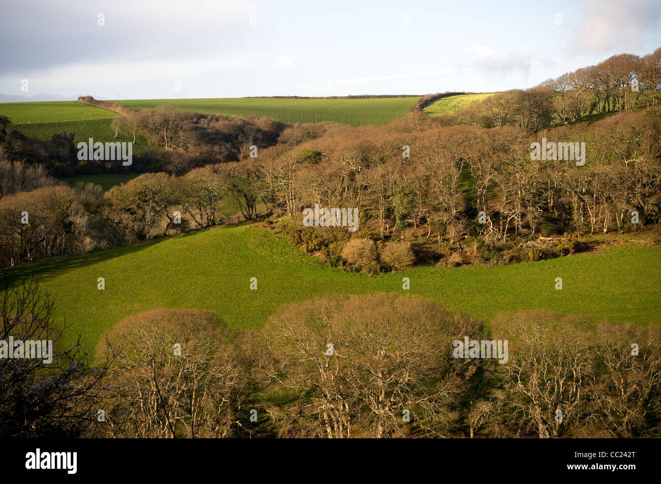 Copse and woods in the South Hams,Devon Stock Photo - Alamy