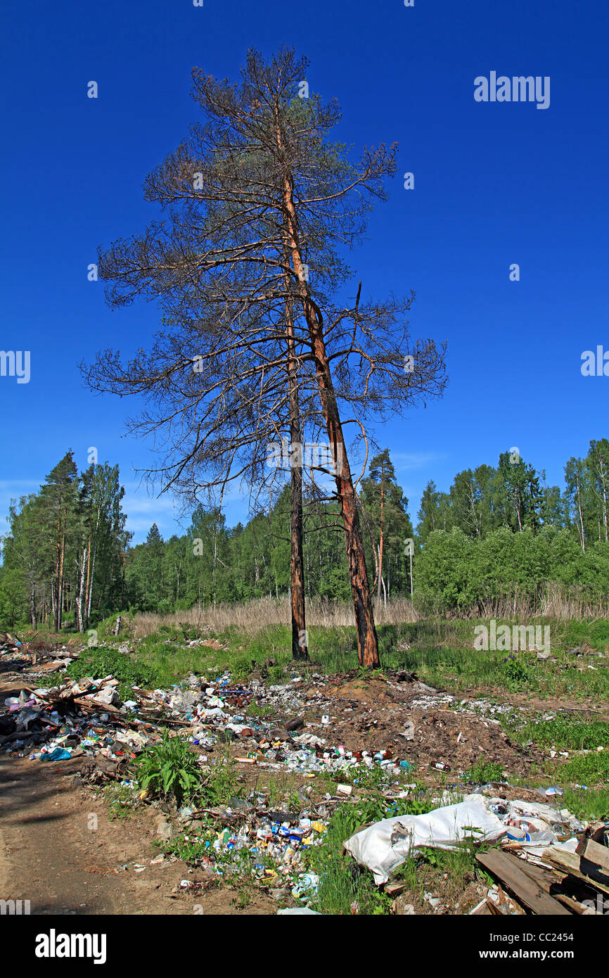 garbage pit in pine wood Stock Photo - Alamy