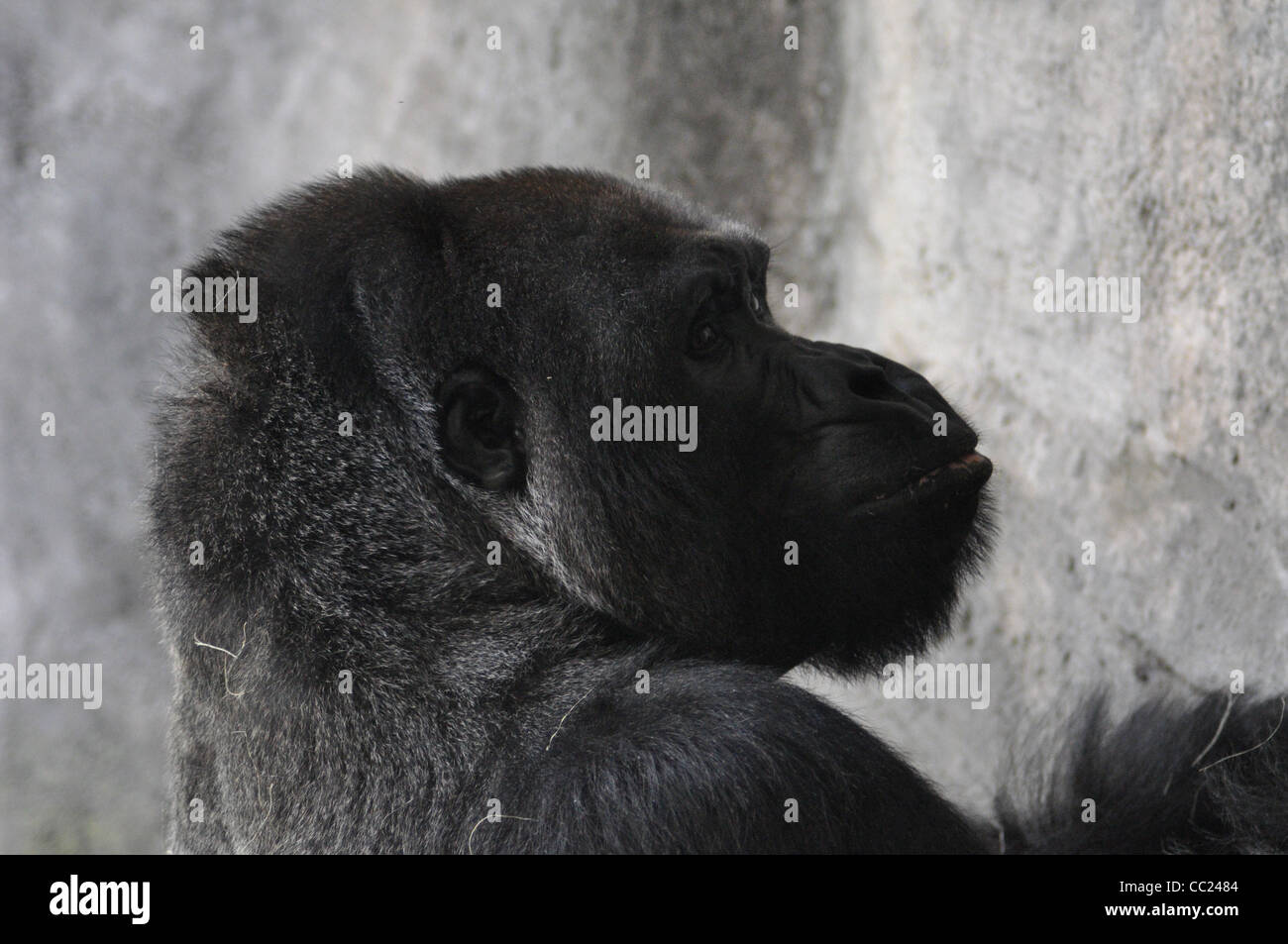 Gorilla face hi-res stock photography and images - Alamy