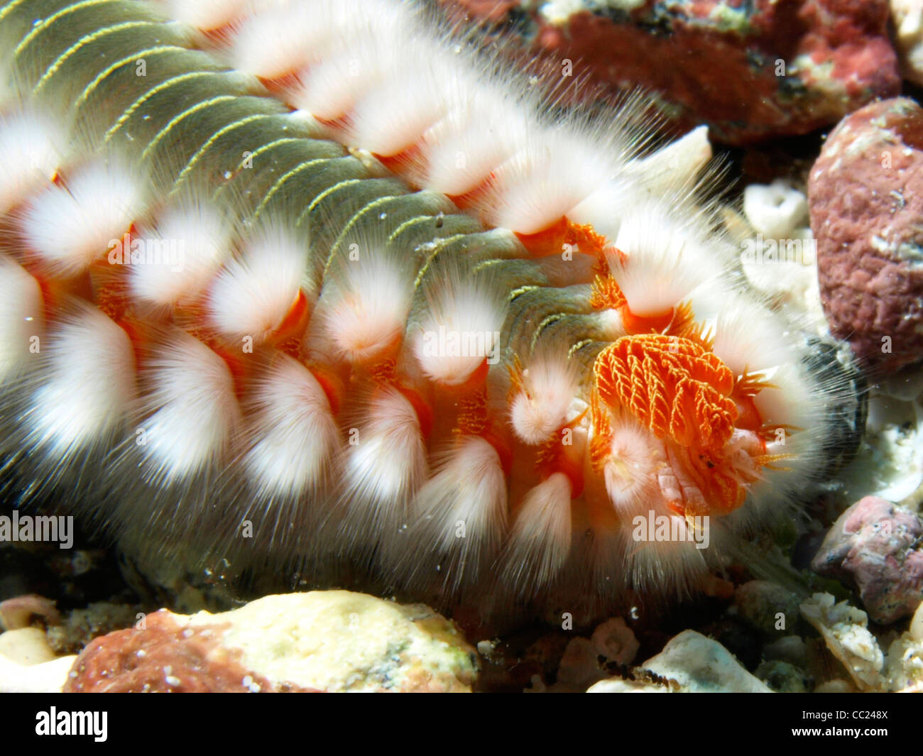 fire worm in the atlantic ocean Stock Photo - Alamy