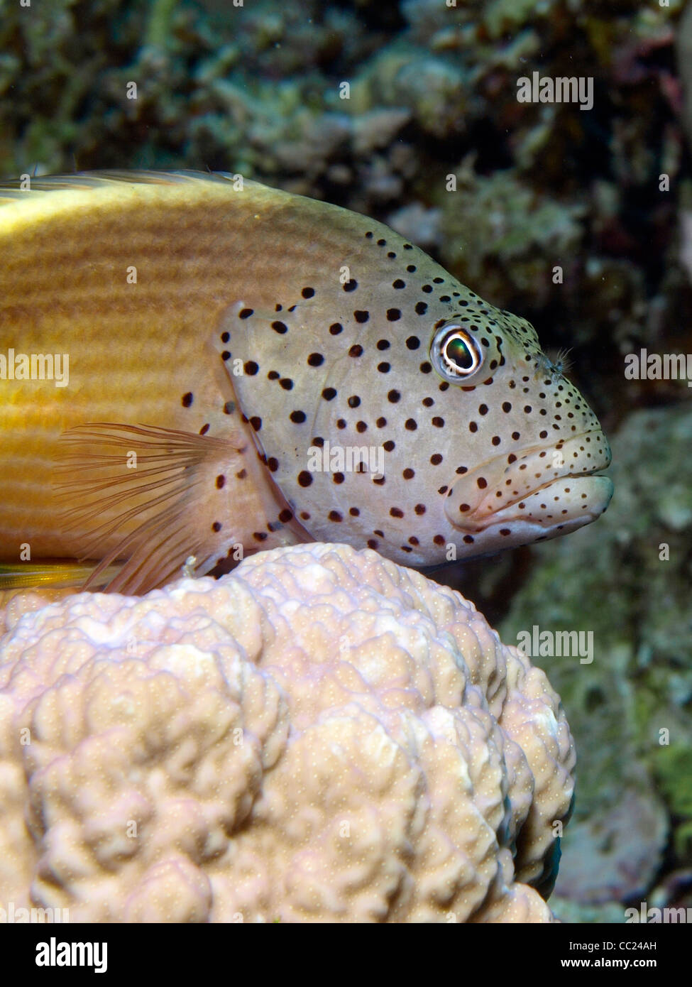 Close up sea hawk hi-res stock photography and images - Alamy