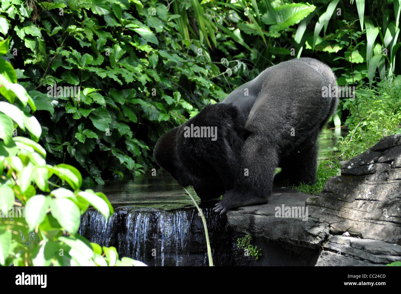 gorilla drinking out of river Stock Photo - Alamy