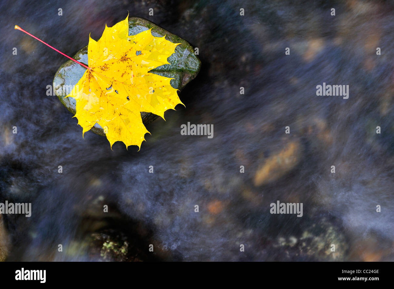 Single leaf shutter hi-res stock photography and images - Alamy