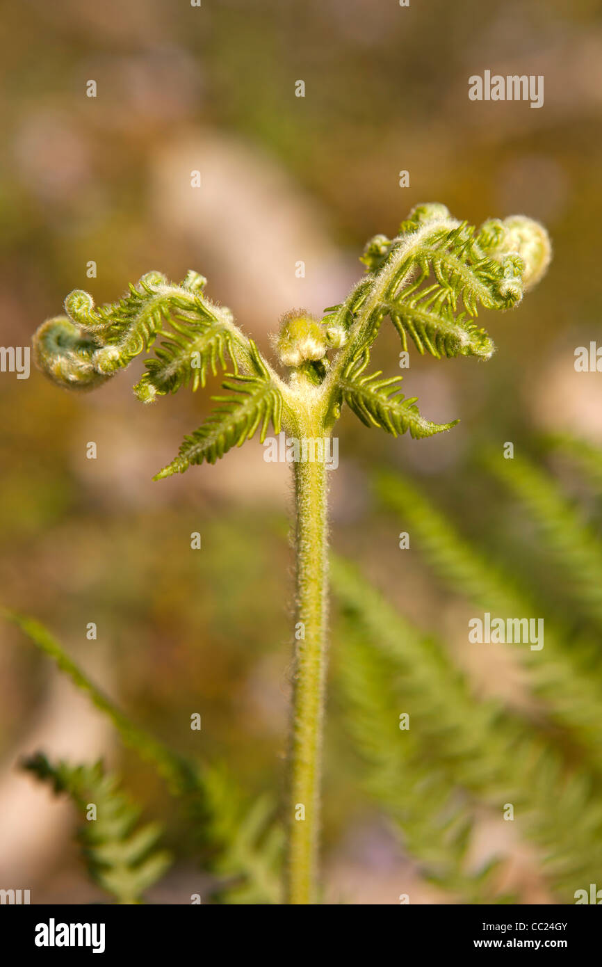 Alsophila spinulosa cyathea spinulosa hi-res stock photography and ...