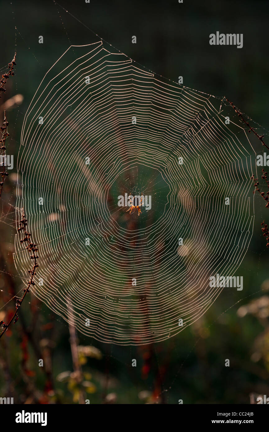 Spider web structure hi-res stock photography and images - Alamy