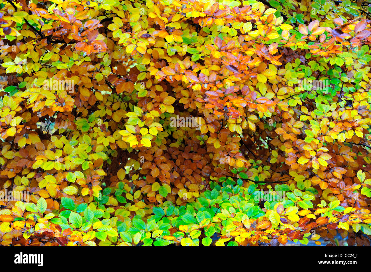 Beech Tree Branch High Resolution Stock Photography and Images - Alamy