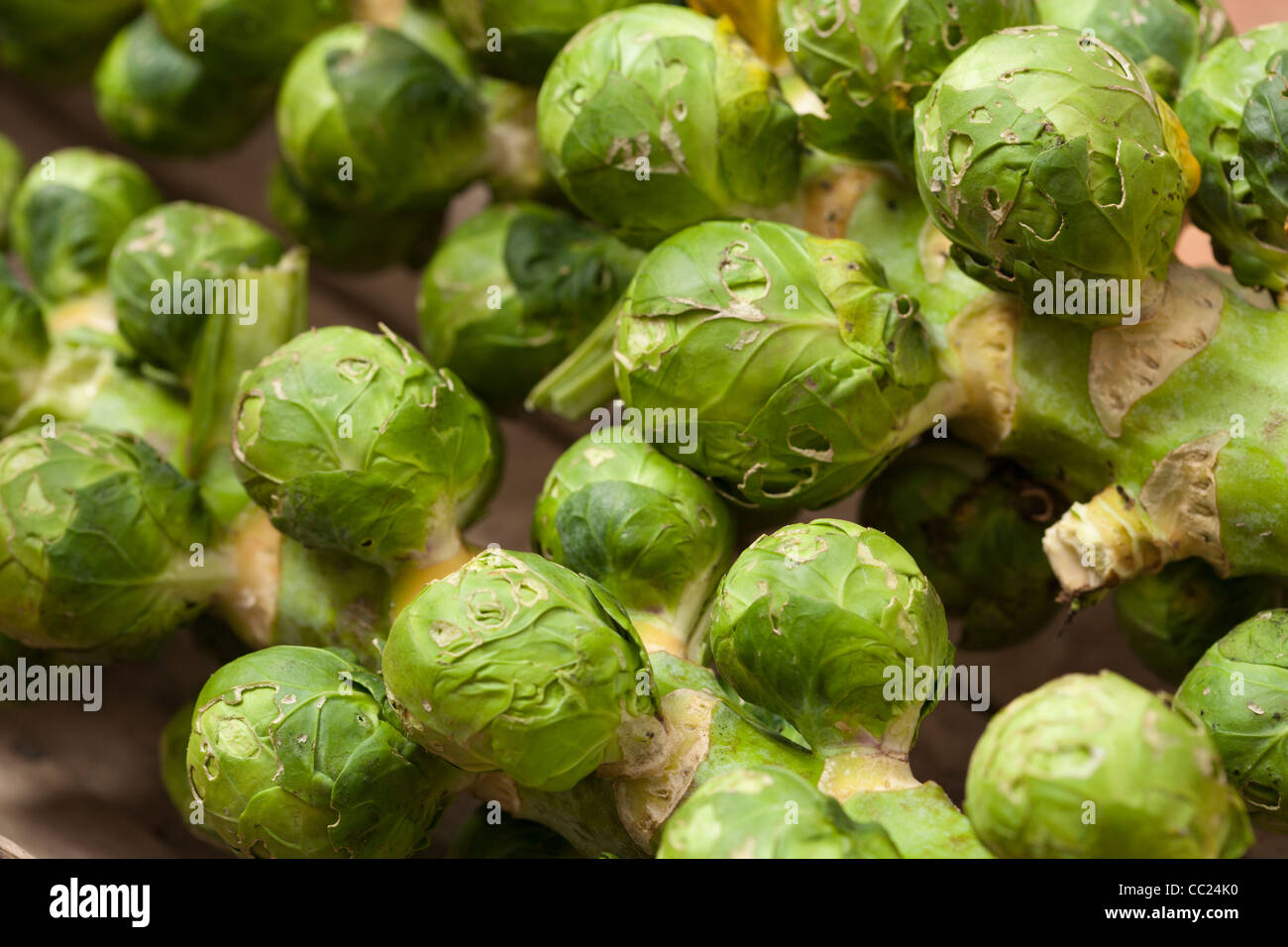 two stems of Brussels sprouts Stock Photo - Alamy