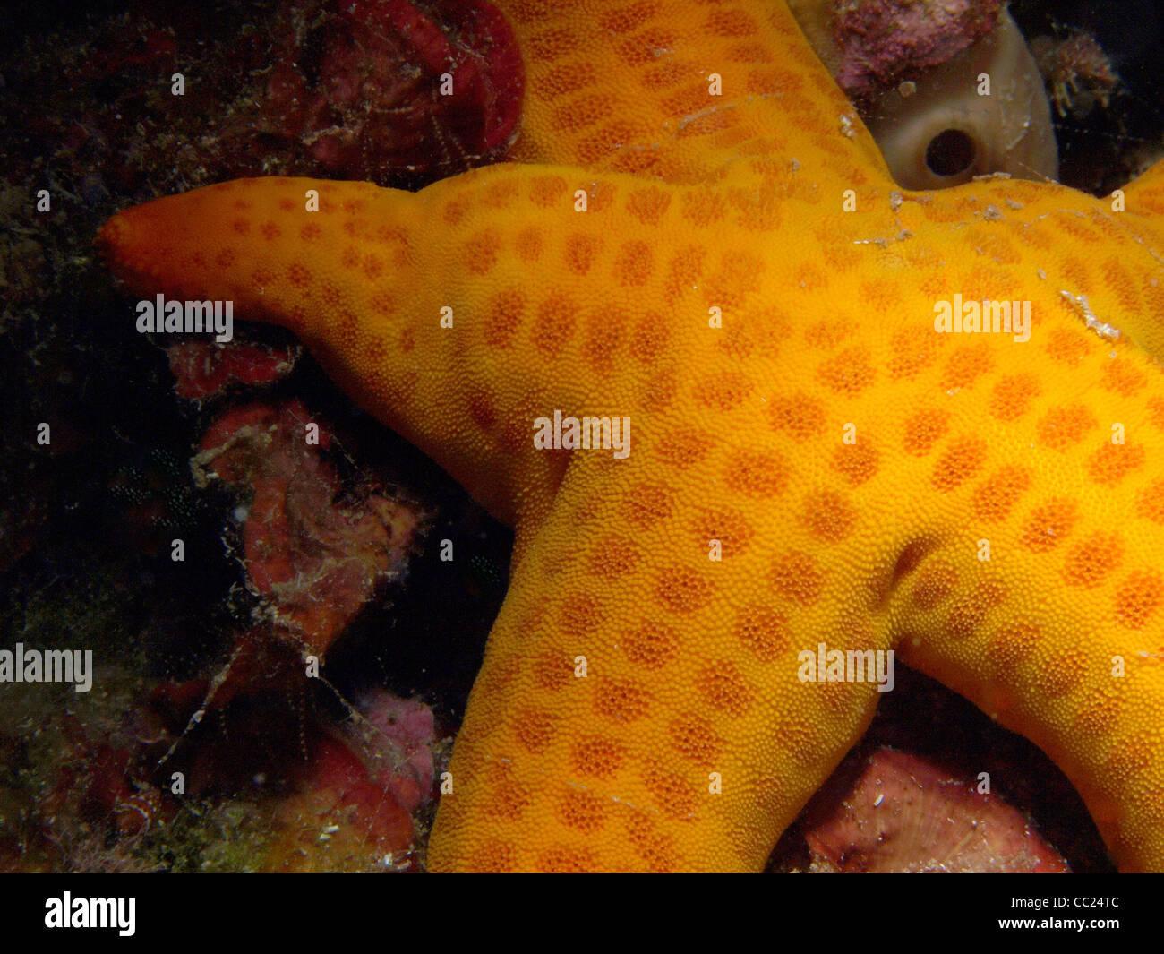 Deep water starfish hi-res stock photography and images - Alamy