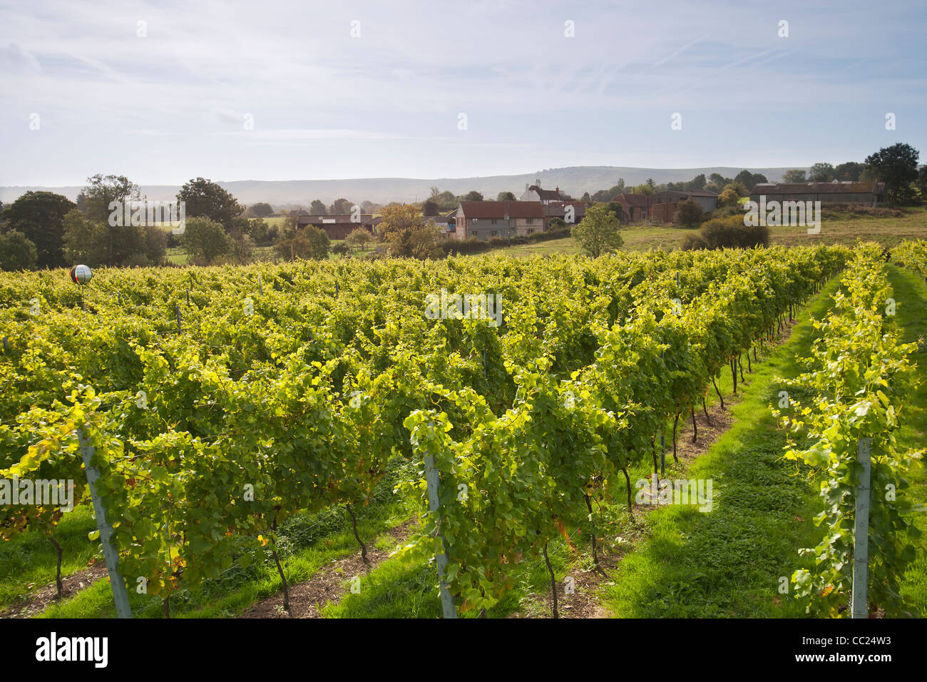 English vineyard in sussex hi-res stock photography and images - Alamy