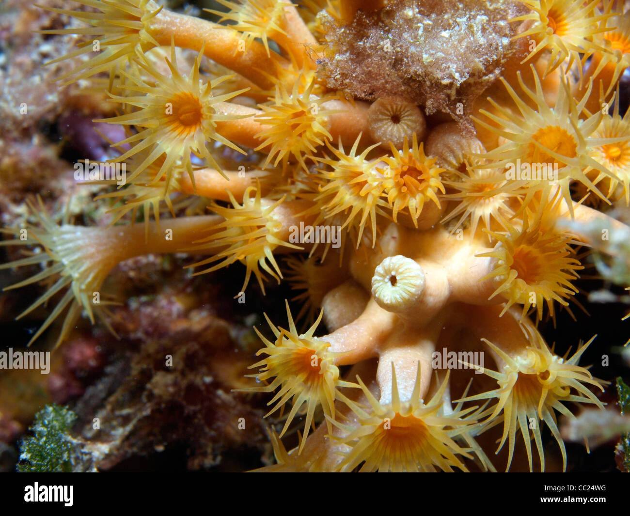 coral and polipes in the mediterranean sea Stock Photo - Alamy