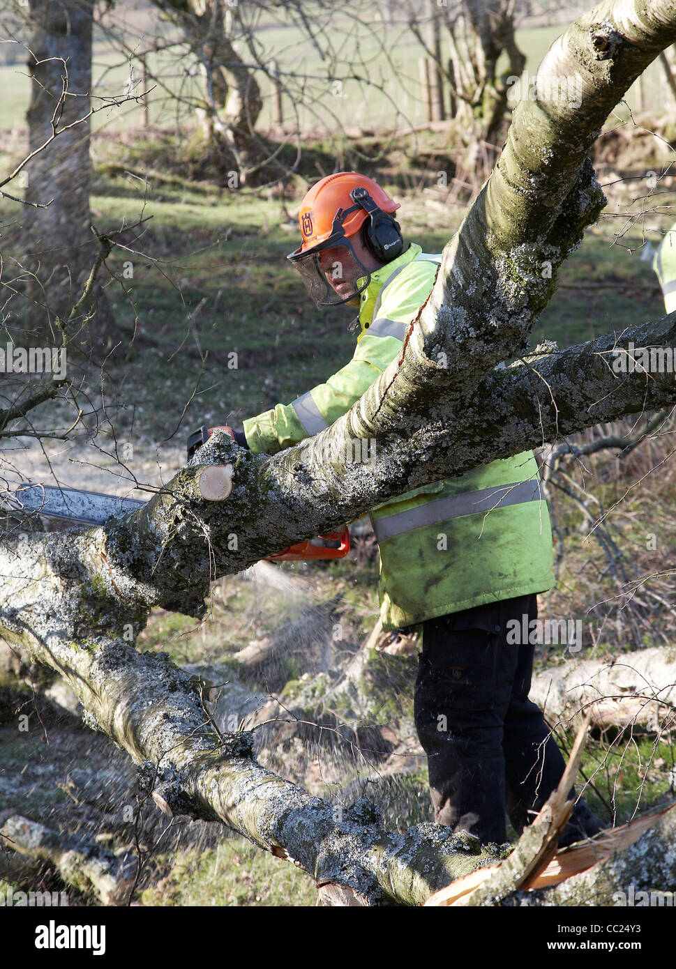 Farmer cutting up a tree with a chainsaw Stock Photo - Alamy
