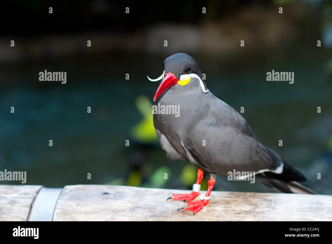 inca tern tropical bird Stock Photo - Alamy