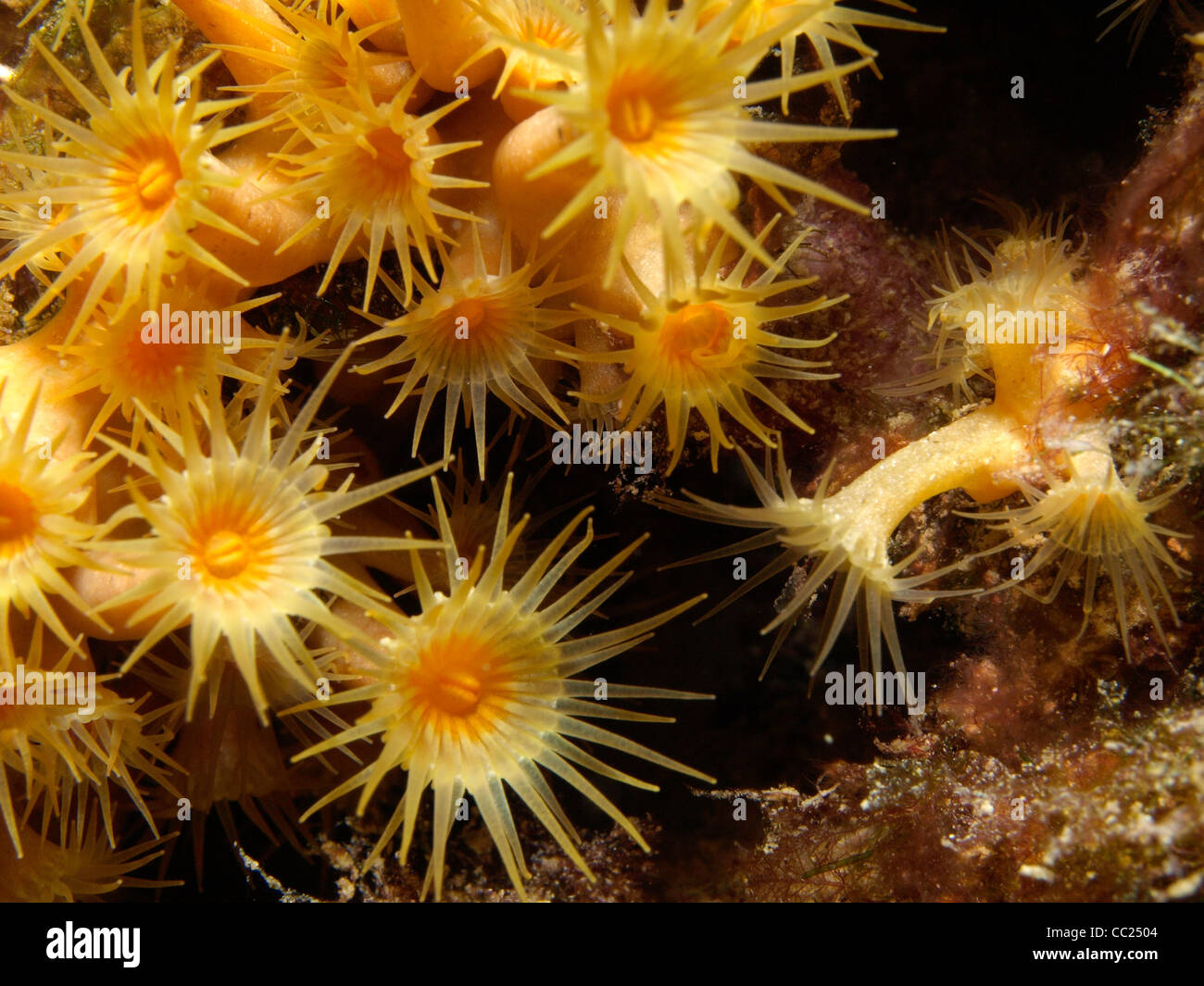 coral and polipes in the mediterranean sea Stock Photo - Alamy