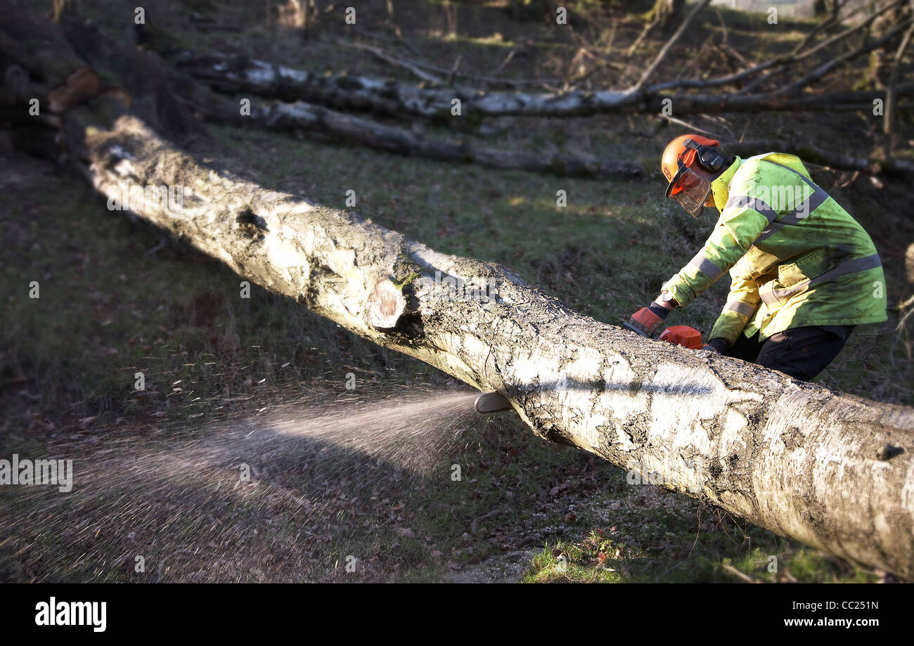 Farmer cutting up a tree with a chainsaw in a field Stock Photo - Alamy