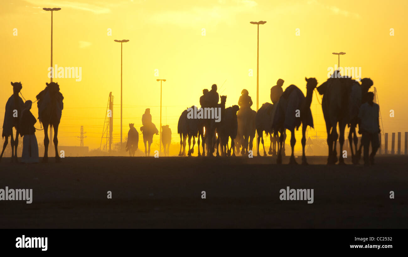Camels and trainers arrive out of the desert at sunrise. Camel racing ...