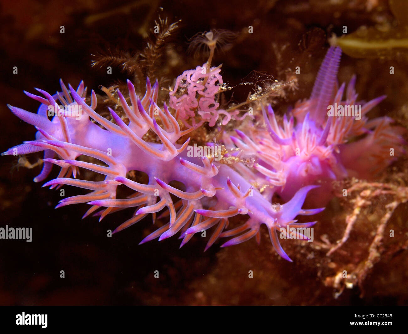 Nudibranch hi-res stock photography and images - Alamy