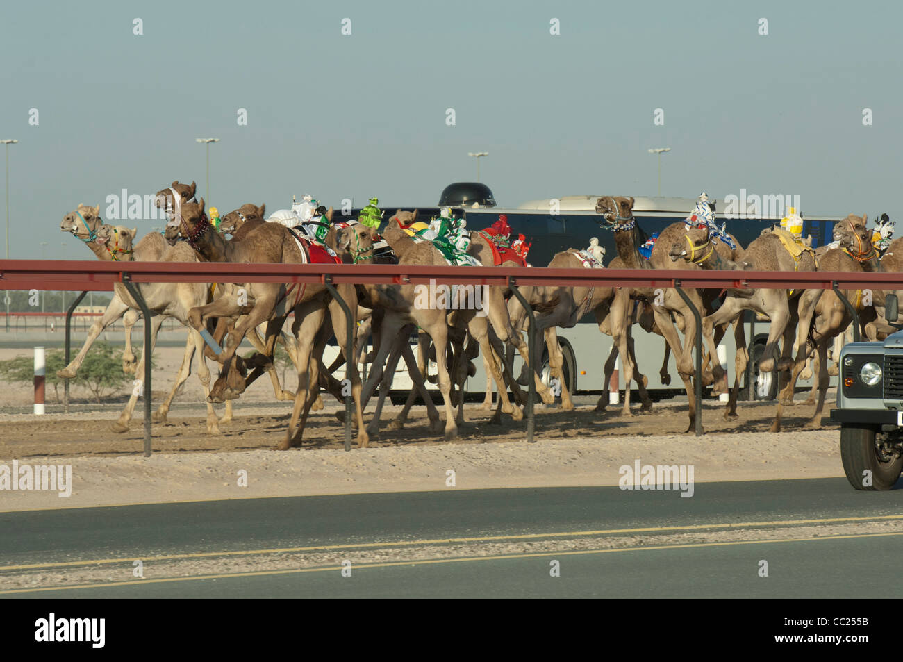 Camel racing dubai hi-res stock photography and images - Alamy
