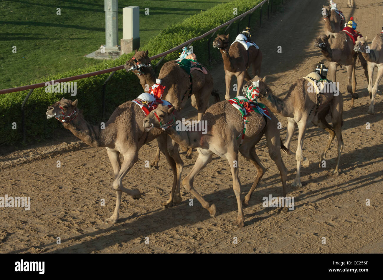 Camel racing in Dubai Stock Photo - Alamy