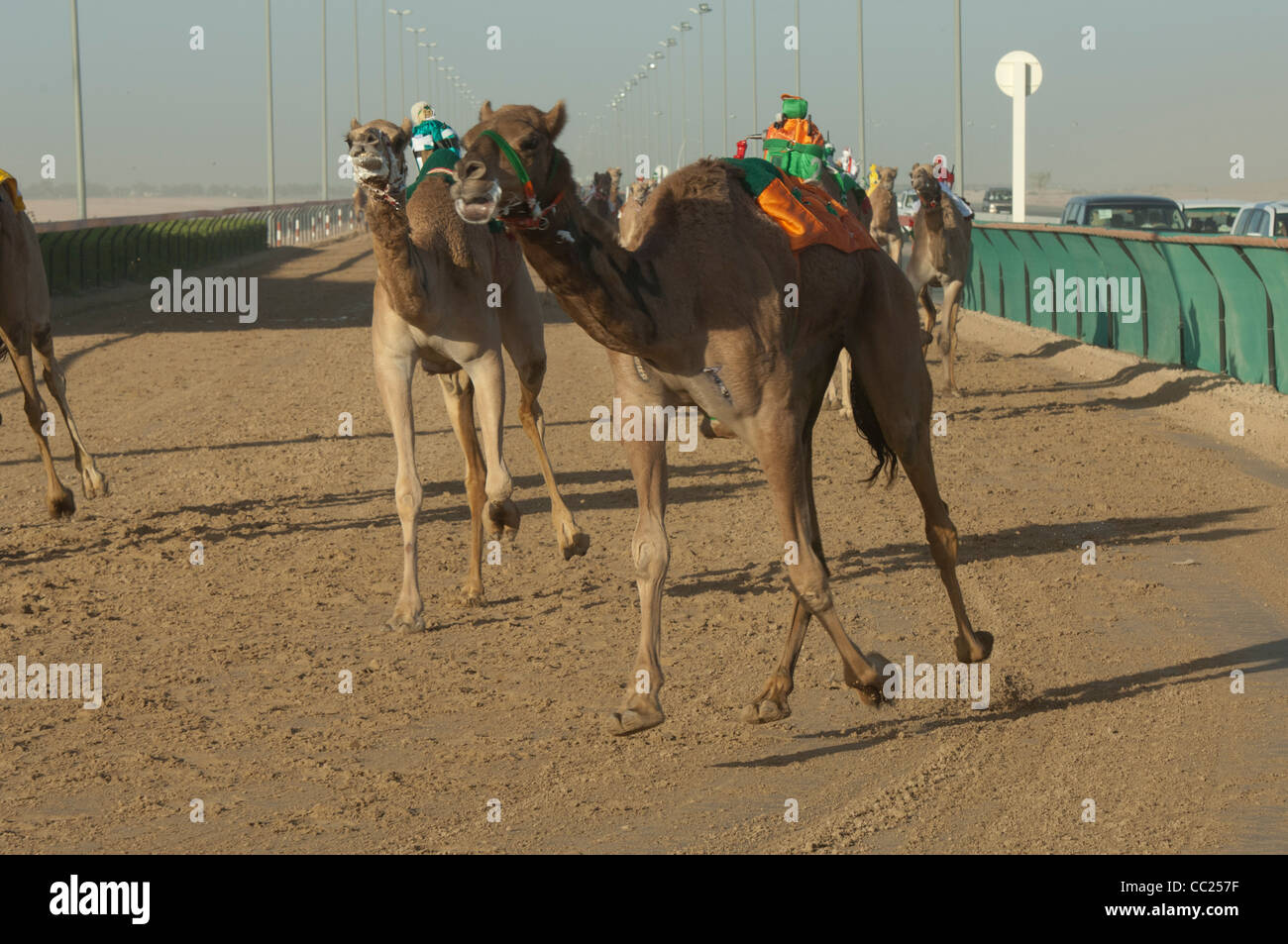 Camel racing in dubai hi-res stock photography and images - Alamy