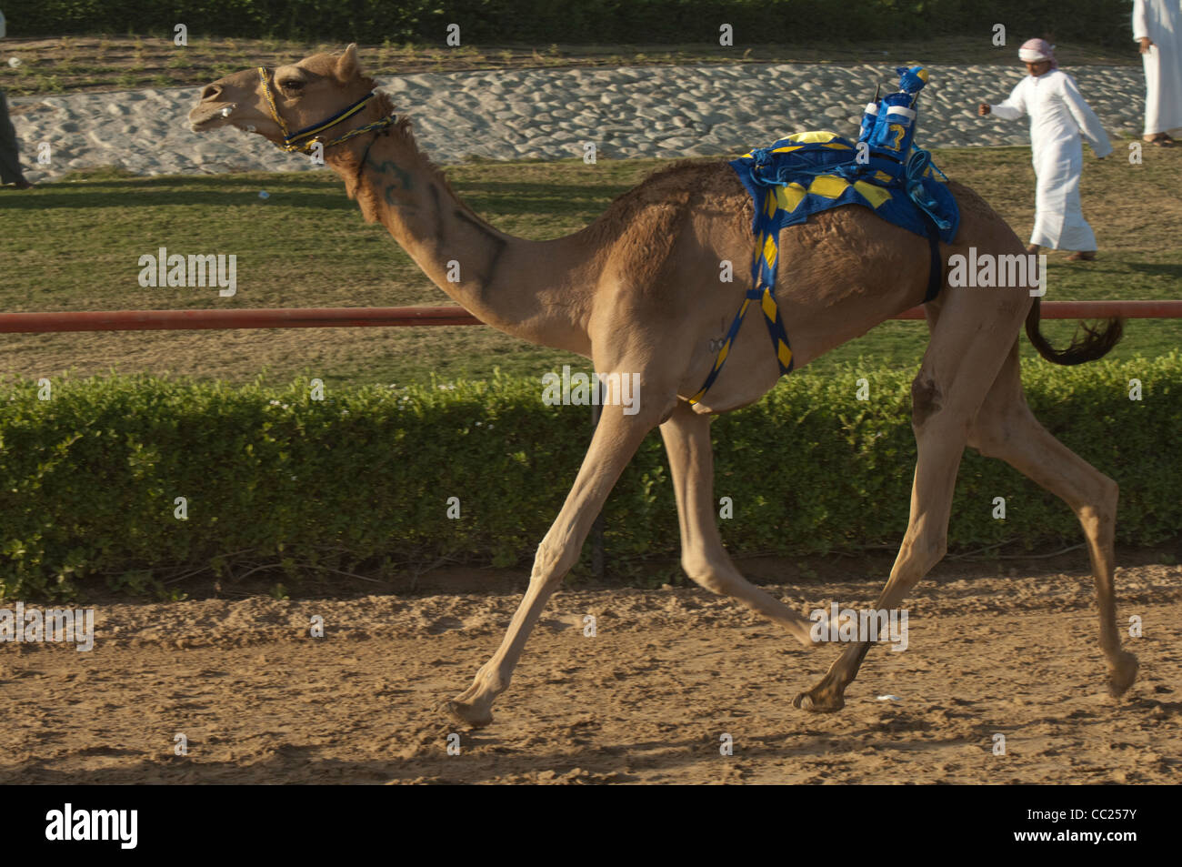 Camel racing in Dubai. 20/11/2010 Stock Photo - Alamy