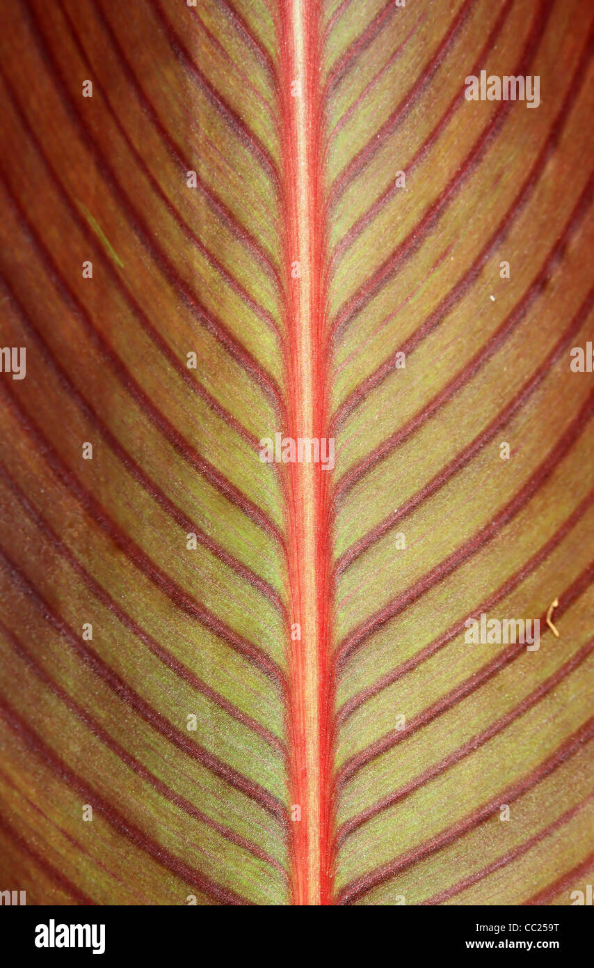 autumn sheet tree Stock Photo - Alamy