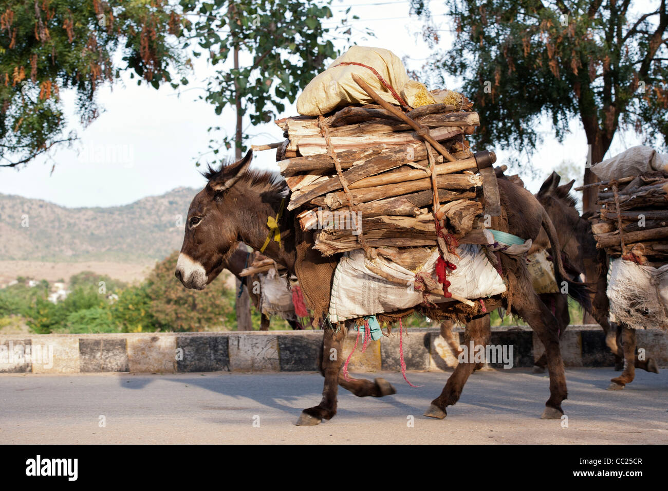 Indian donkey carrying cut fire wood. Andhra Pradesh, India Stock Photo ...