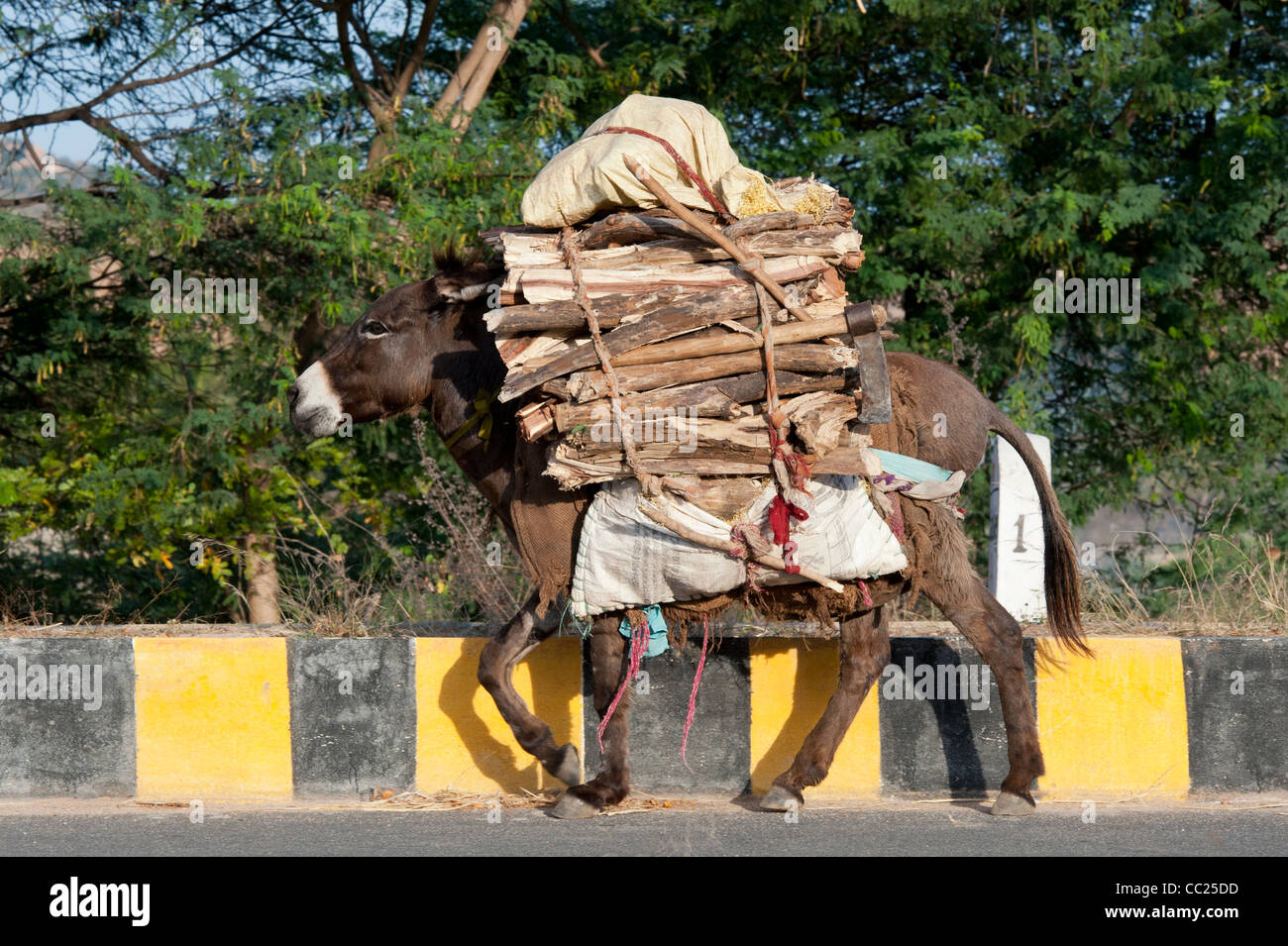 Indian donkey carrying cut fire wood. Andhra Pradesh, India Stock Photo ...
