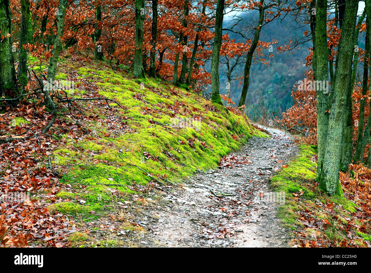 narrow path in forest in mountains Stock Photo - Alamy