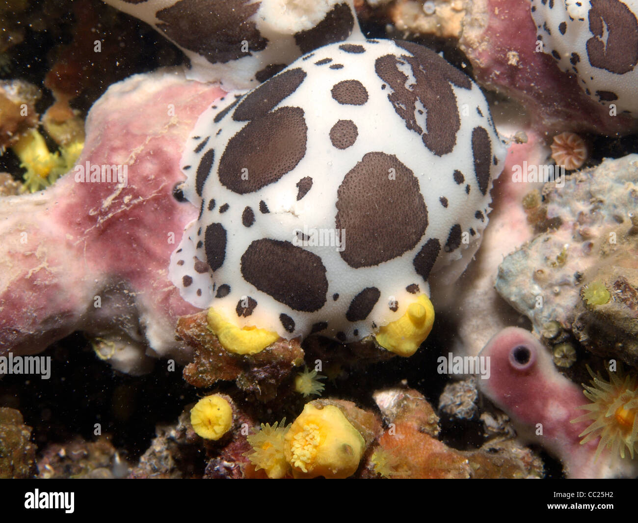 swiss cow nudibranch Stock Photo - Alamy