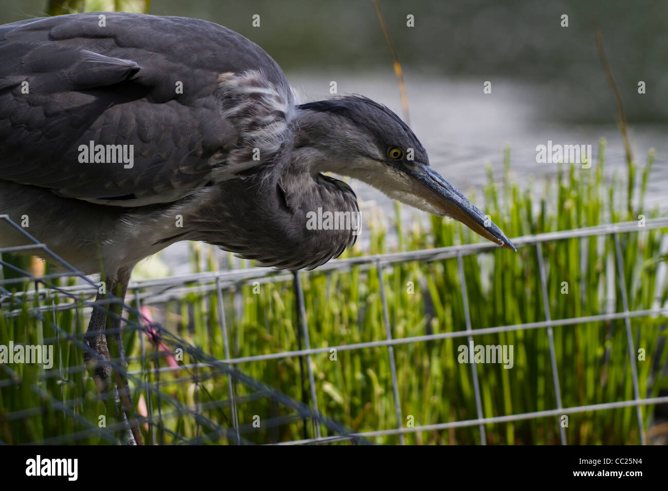 Juvenile Grey Heron (Ardea cinerea) hunting in conservation reed beds ...