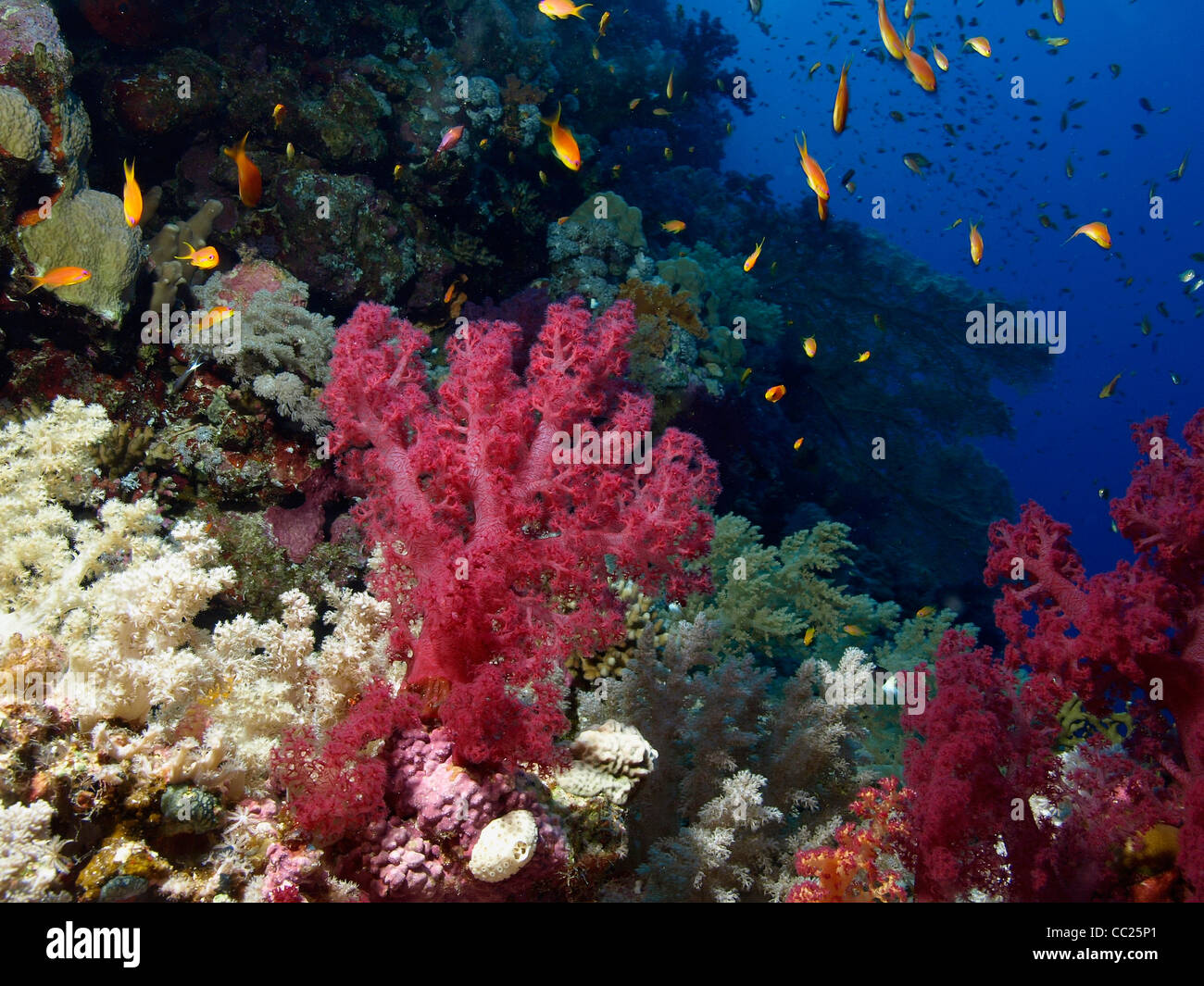 coral reef in the Red sea (Egypt Stock Photo - Alamy