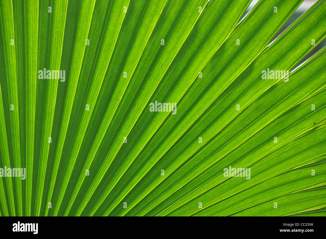 Fresh green leaf Stock Photo - Alamy
