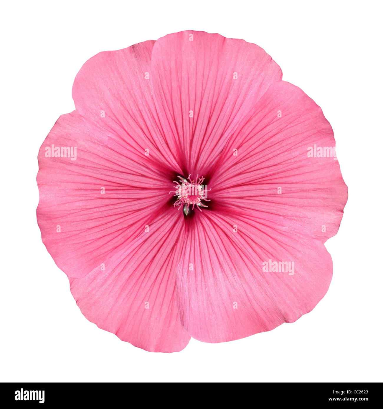 Pink Flower with Round Petals like Petunia Isolated on White Background ...