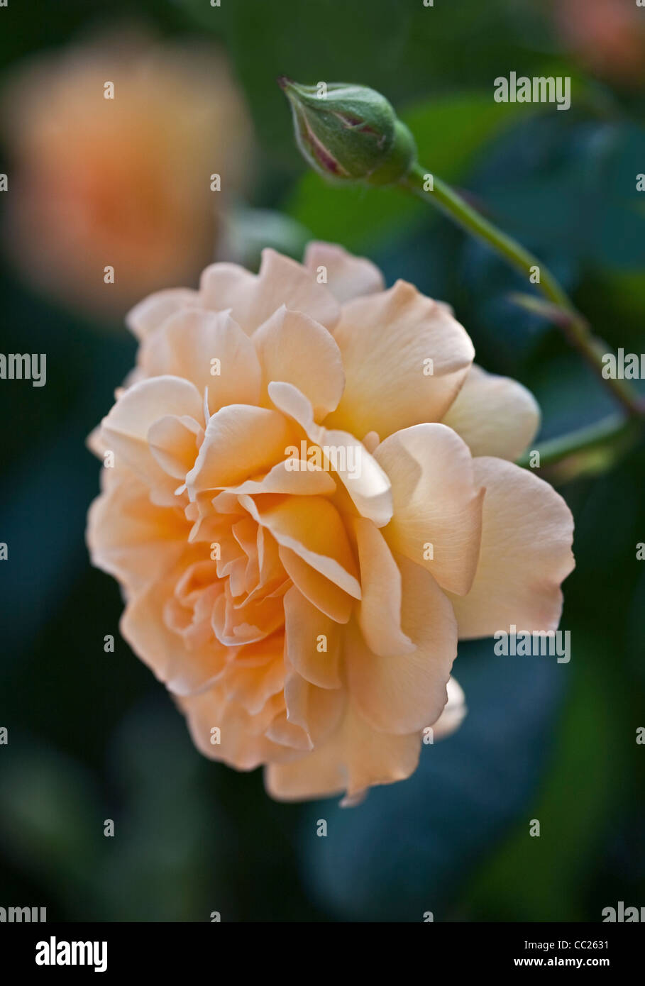 Hybrid Musk Rose Buff Beauty Stock Photo - Alamy