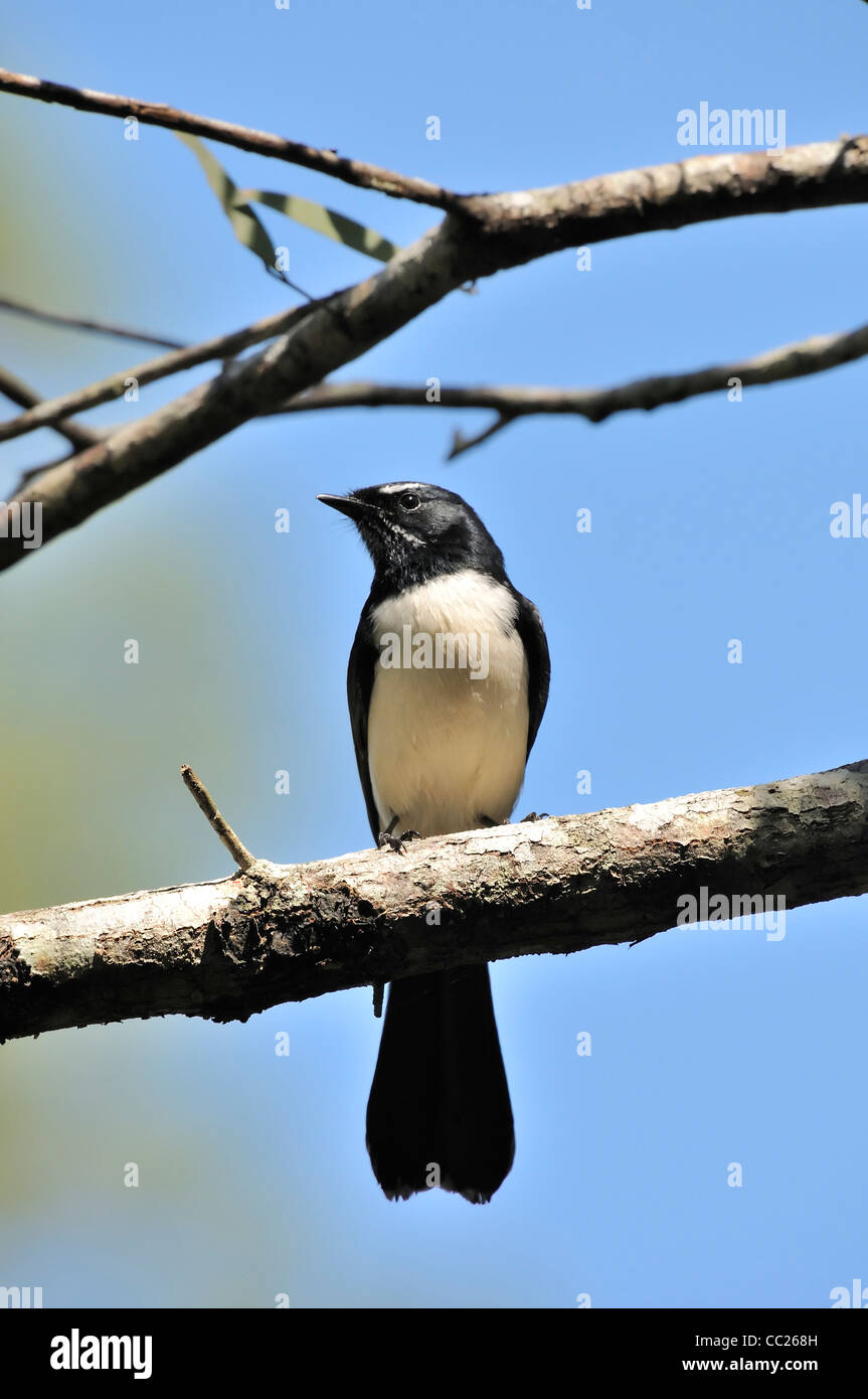 Queensland willie wagtail hi-res stock photography and images - Alamy