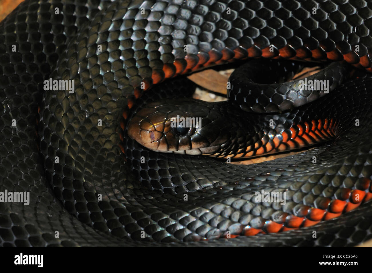 Red bellied black snake Pseudechis porphyriacus Stock Photo - Alamy