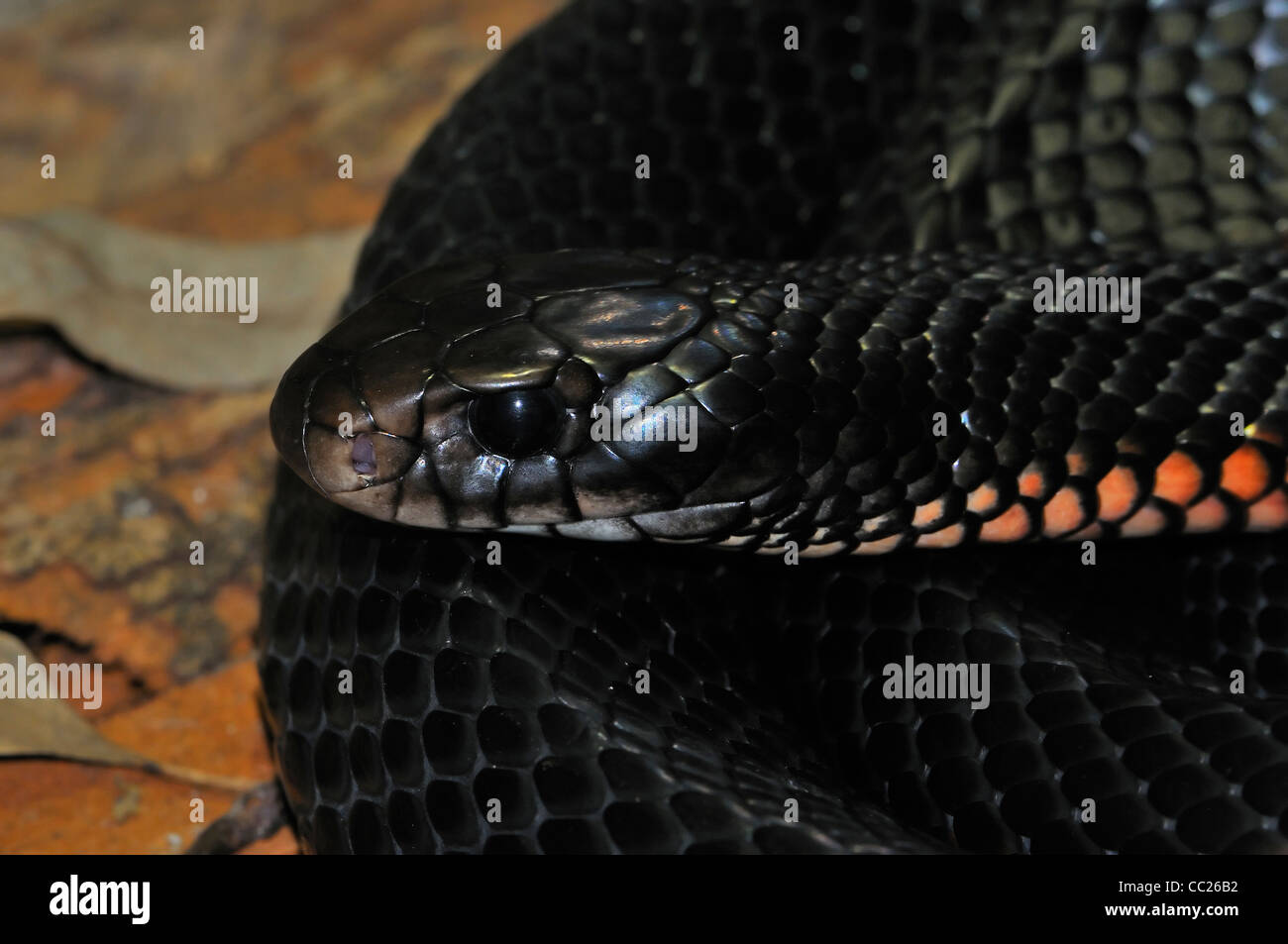 Red bellied black snake Pseudechis porphyriacus Stock Photo - Alamy