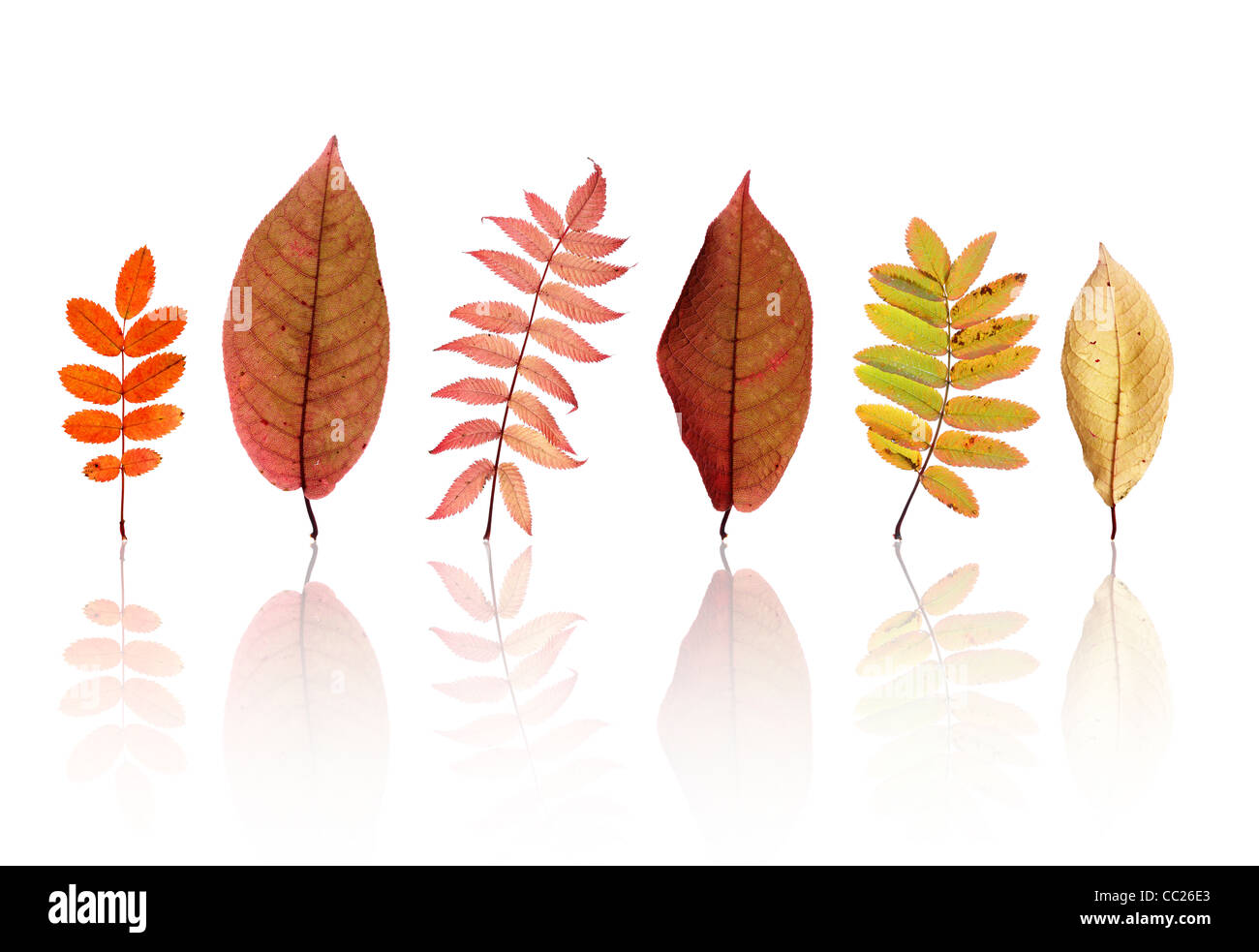 A Set of autumn leaves isolated on white with reflections Stock Photo ...
