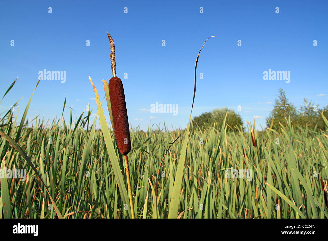Bulrush wetland park hi-res stock photography and images - Alamy