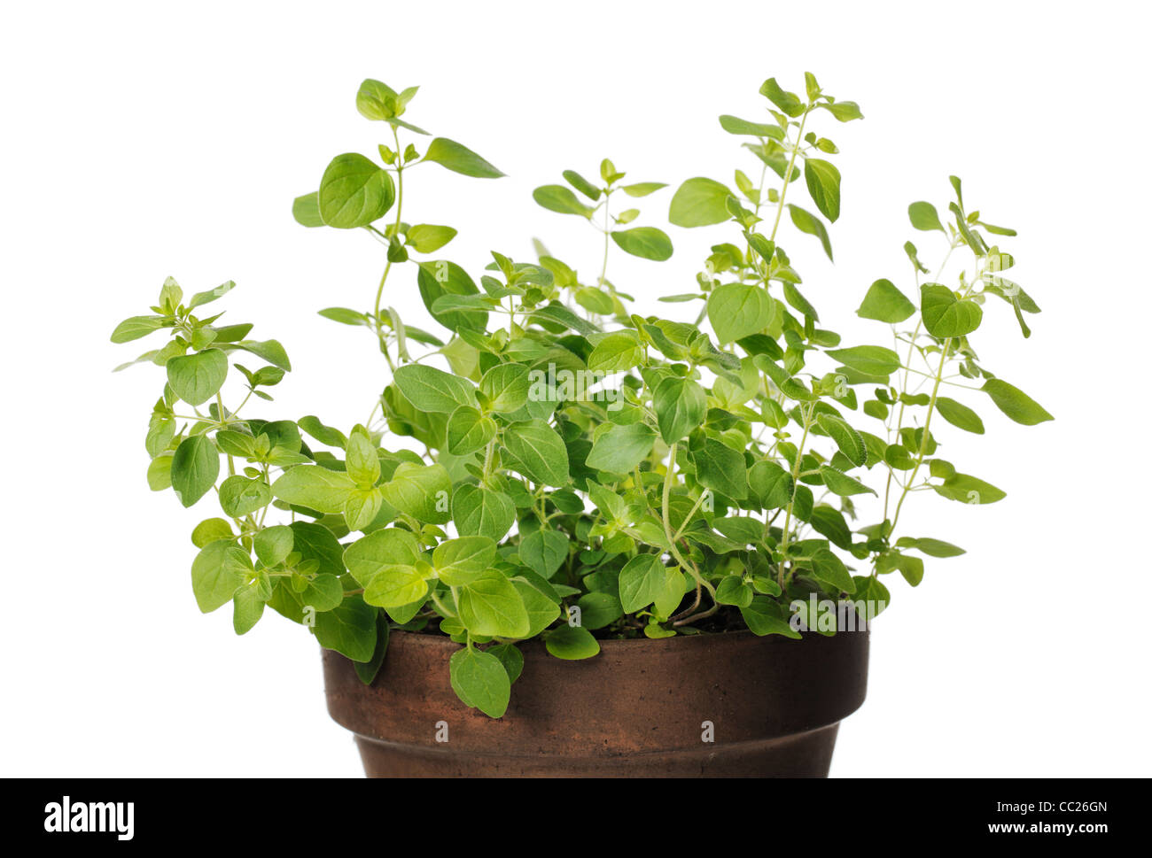 Oregano plant in clay pot hi-res stock photography and images - Alamy
