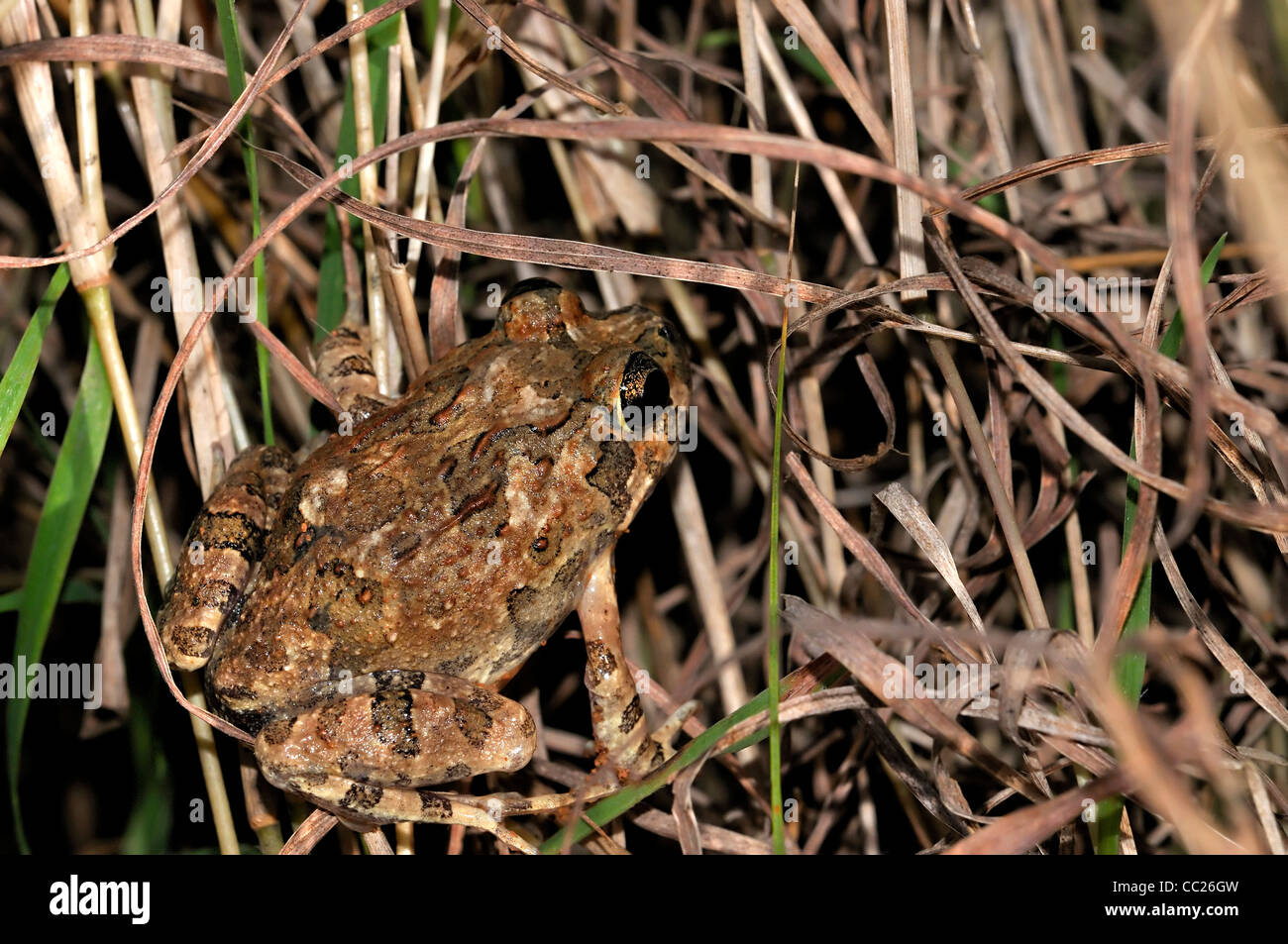 spotted grass frog - Limnodynastes tasmaniensis Stock Photo - Alamy