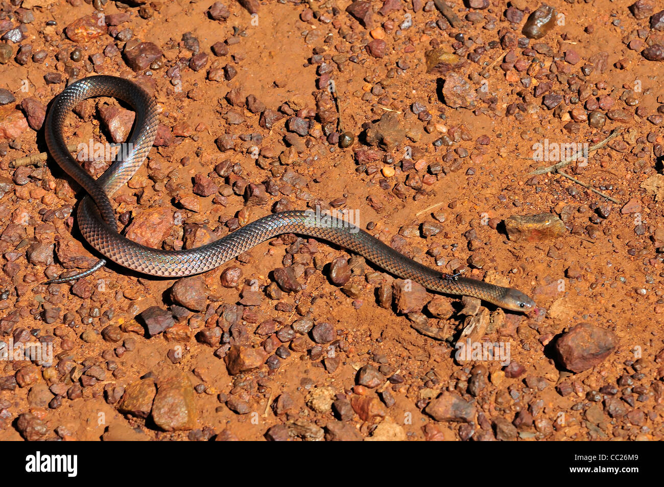 Carpentaria snake - Cryptophis boschmai Stock Photo - Alamy